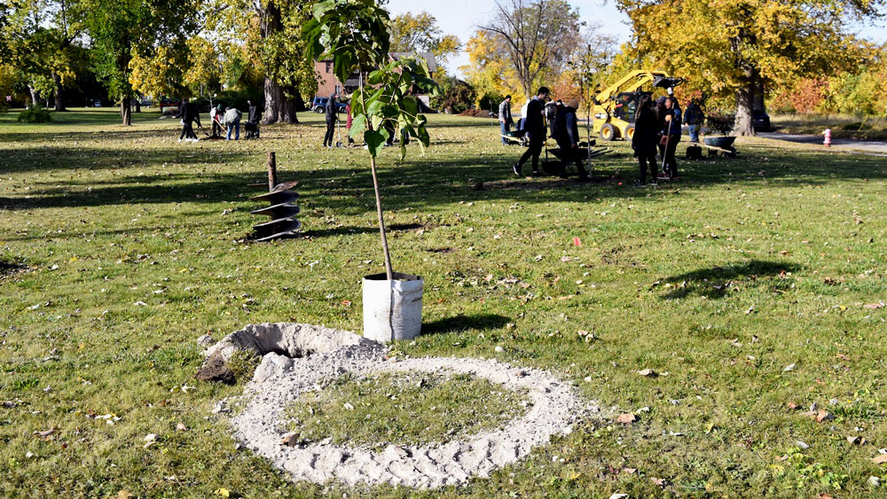 Forest habitat brings wildlife and peace to Detroit neighborhoods